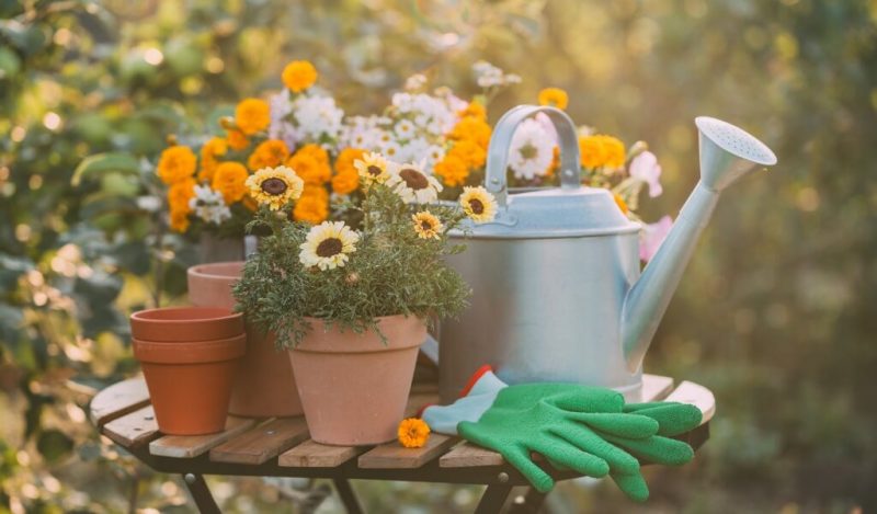 Gerbera Çiçeği Bakımı Nasıl Yapılır? - Muhiku Gerbera Çiçeği Bakımı Nasıl Yapılır? - Muhiku