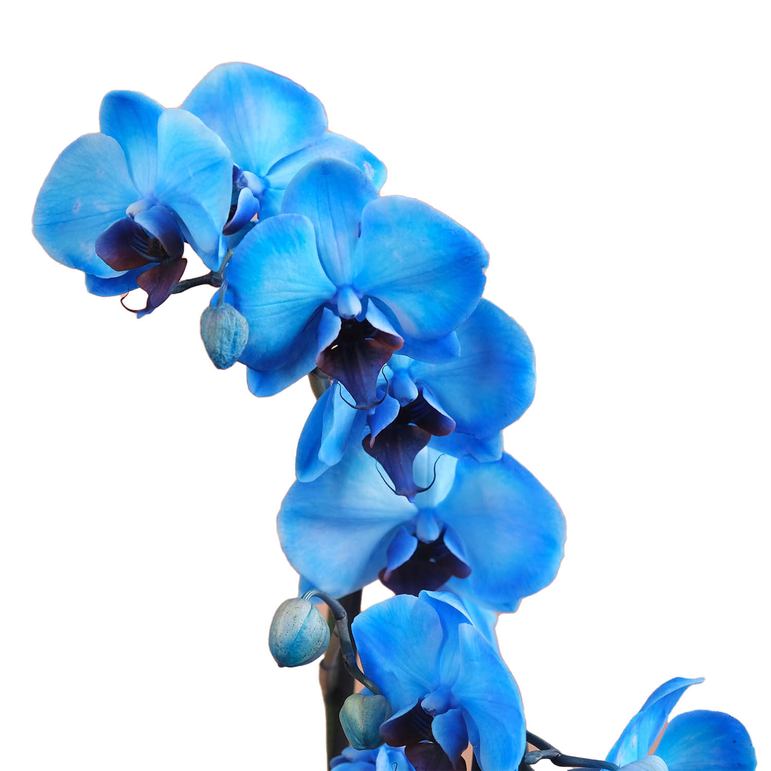 Royal Blue - Mavi Çift Dallı Orkide - Muhiku